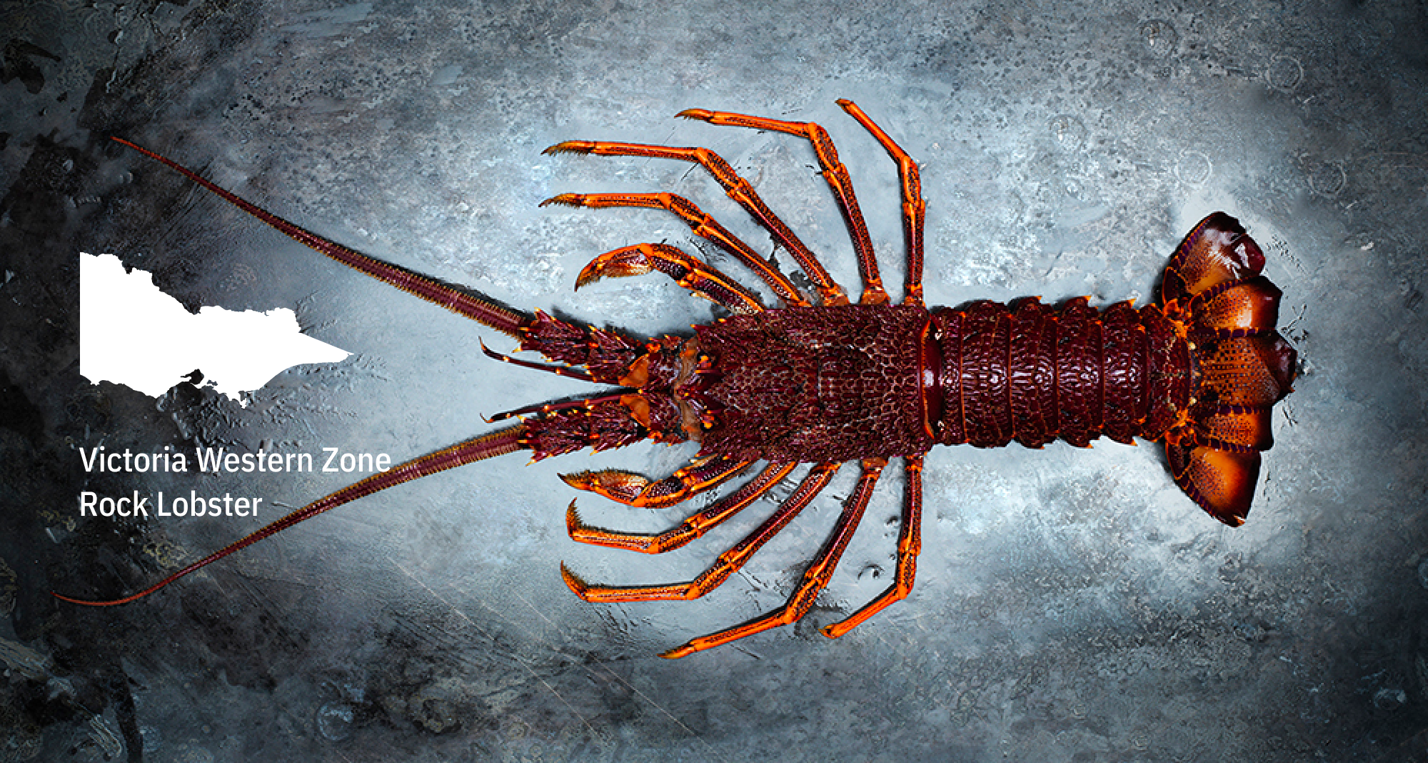 Rare Vic Western Zone Rock Lobster Wzrl Package 140 Pots And 5584kg Quota Vic Beachprice